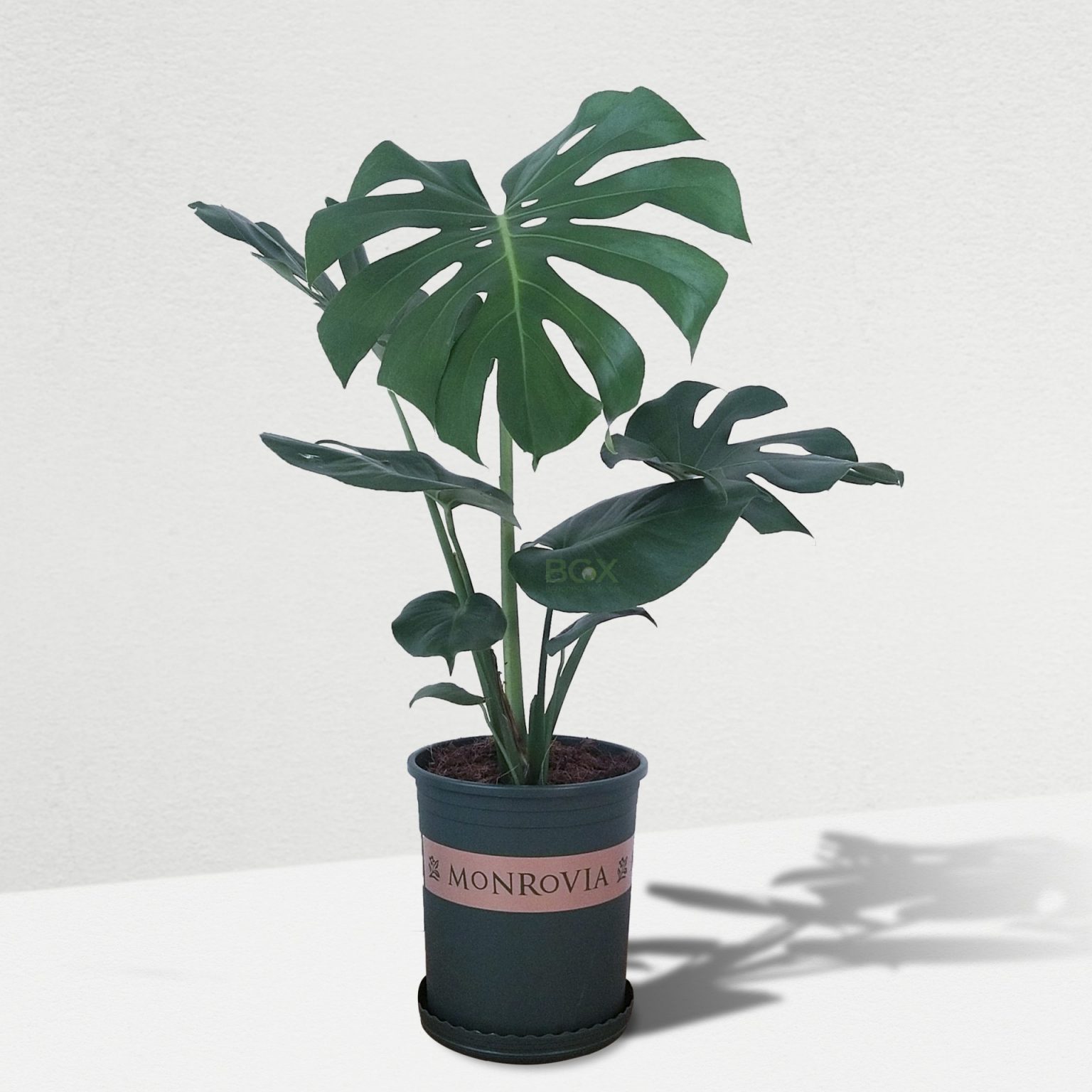 monstera mini