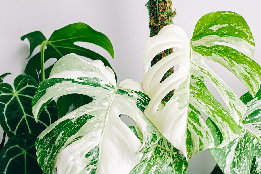 Làm thế nào để phát triển các loại Variegated Monstera