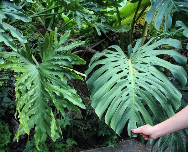 Cách phân biệt Monstera Deliciosa và Philodendron lá xẻ