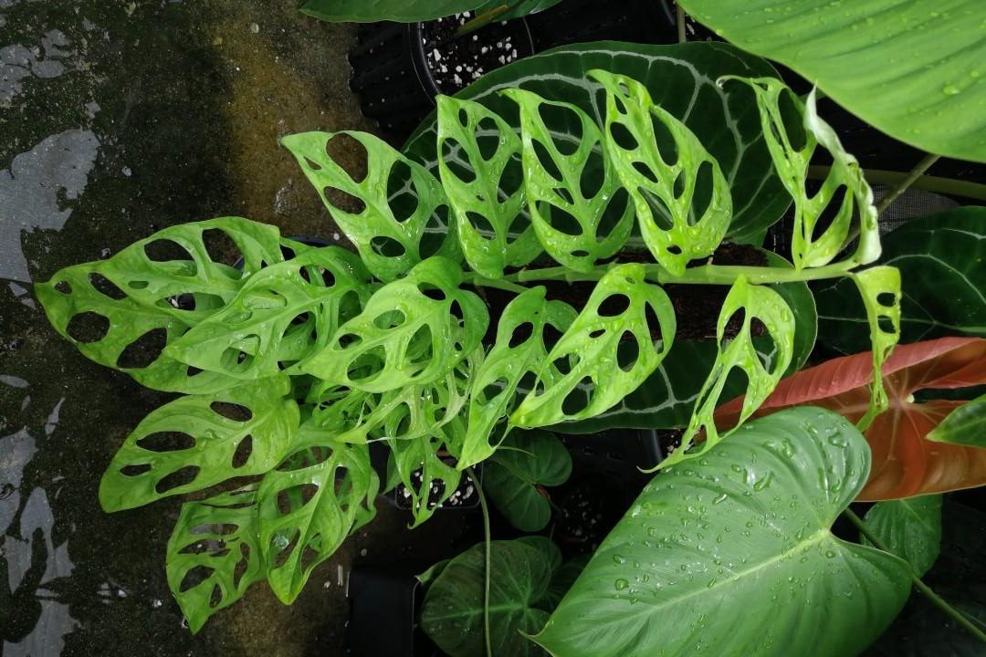 Chia sẻ kinh nghiệm chăm sóc Monstera Obliqua