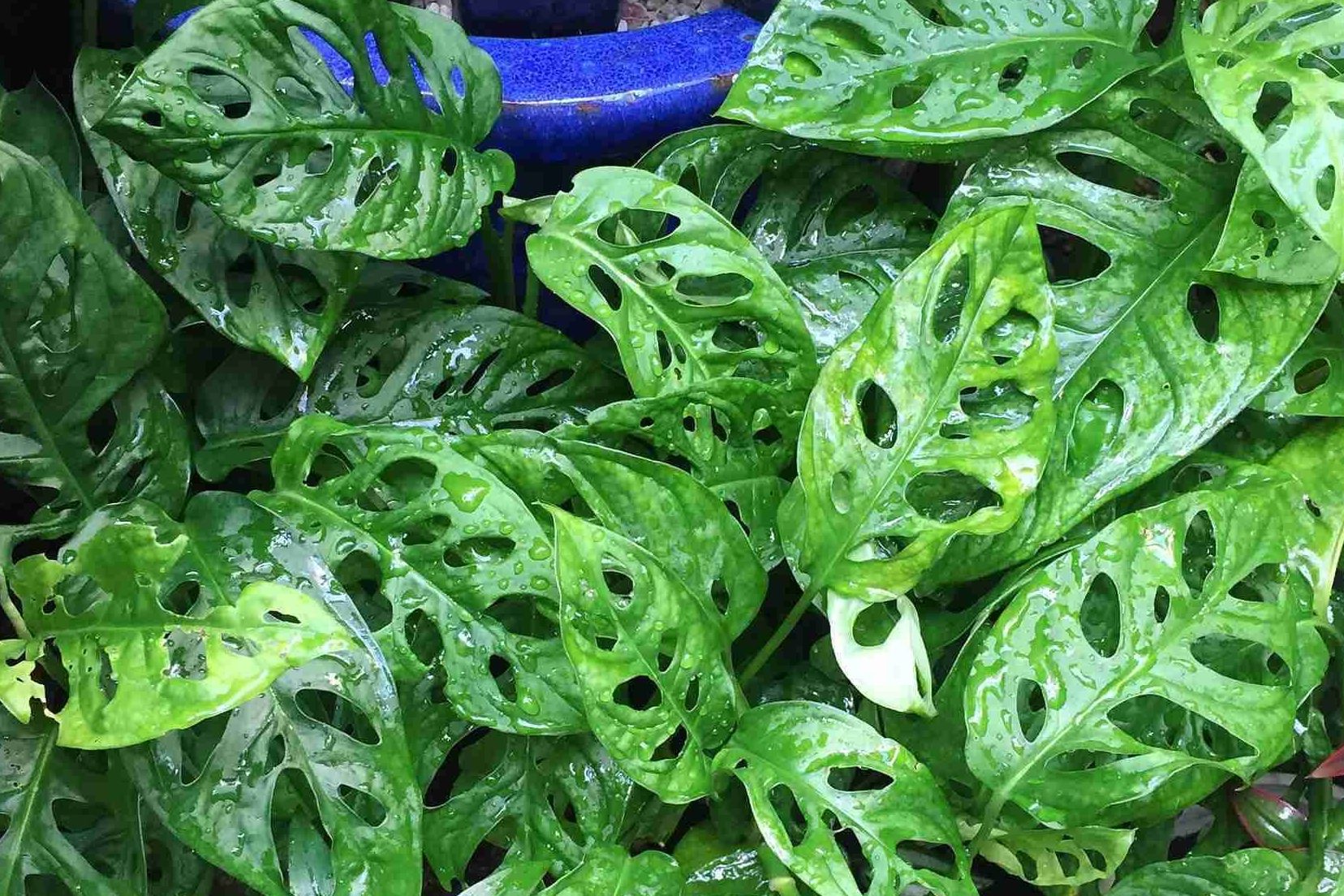 7 điểm khác biệt giữa Monstera Obliqua và Monstera Adansonii