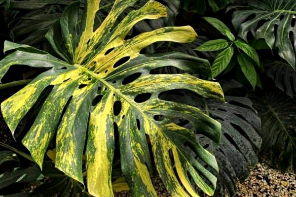Kinh nghiệm chăm sóc cây Monstera Aurea cực kì chi tiết