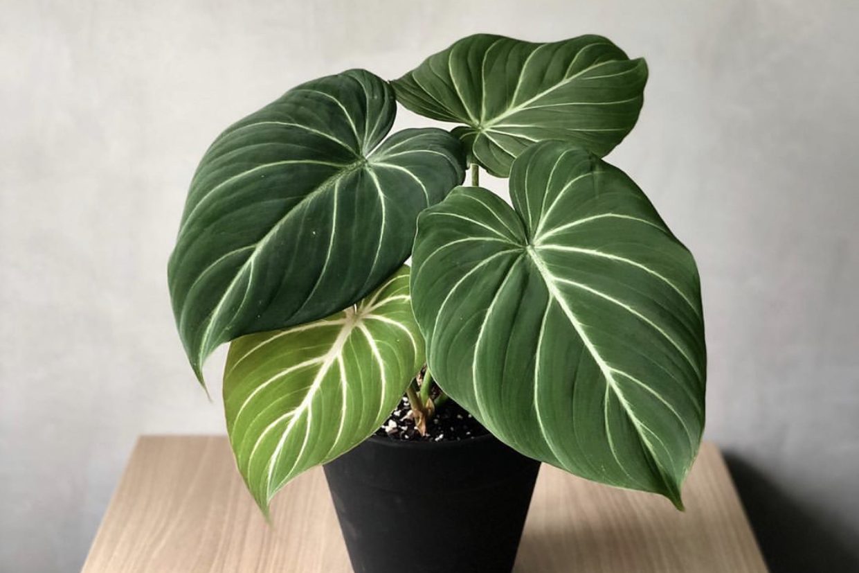 Kinh nghiệm nhân giống Philodendron Gloriosum nhanh chóng, hiệu quả