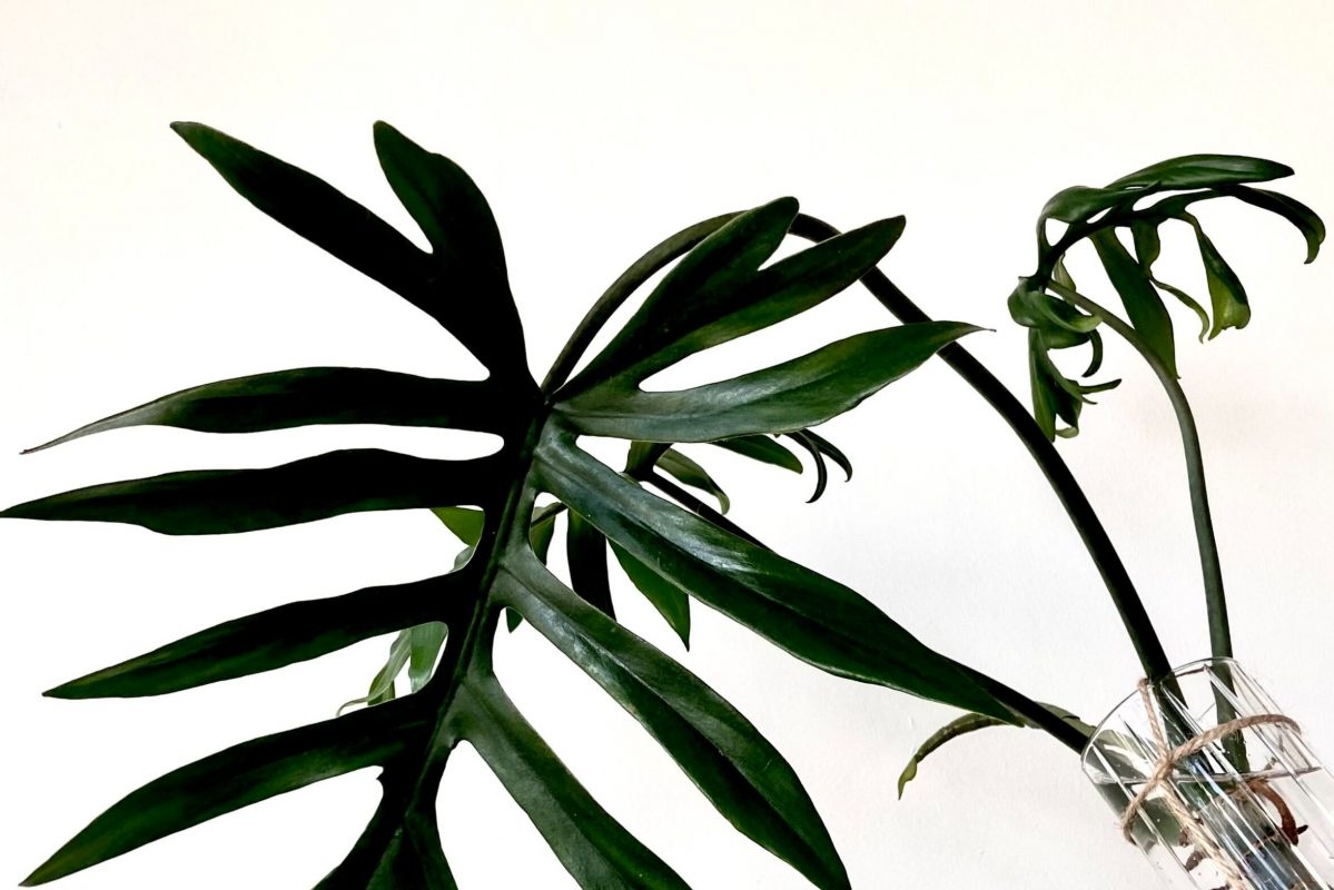 Cây trầu bà Mayoi